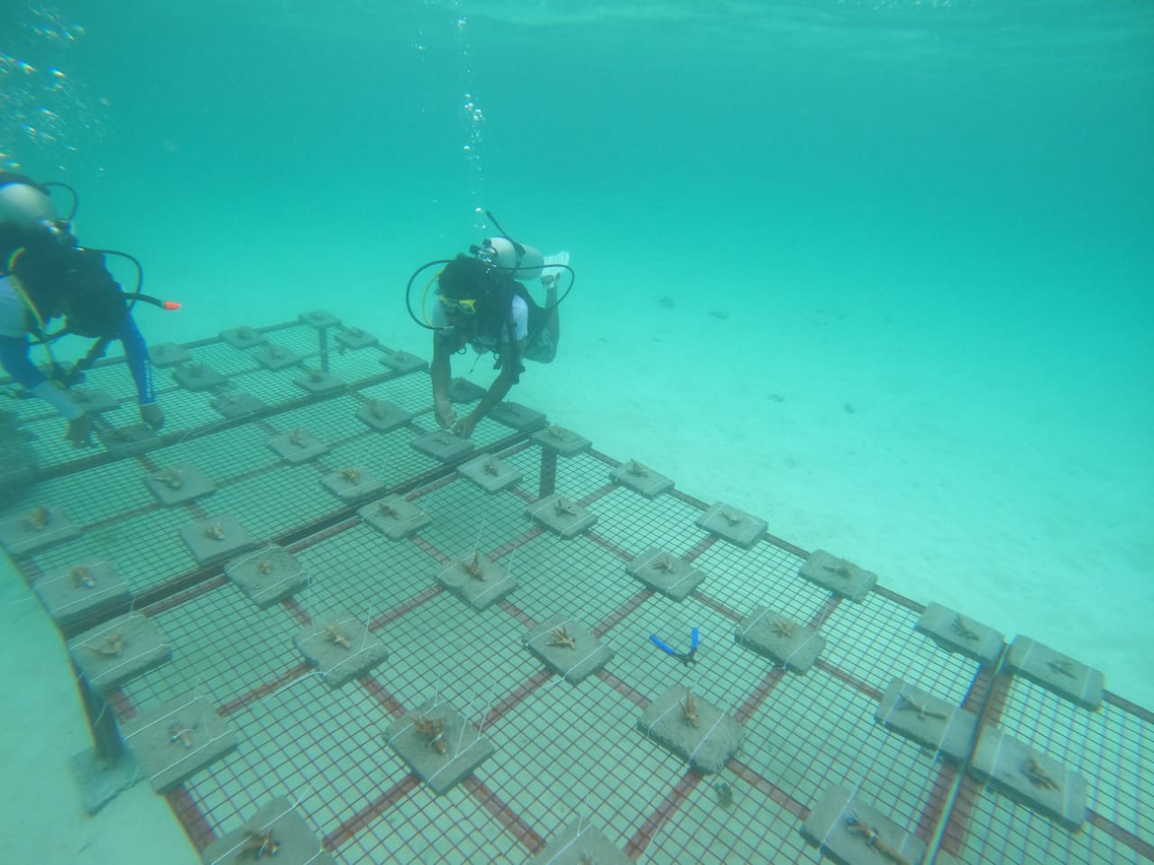 Course Programmes – Ocean School India